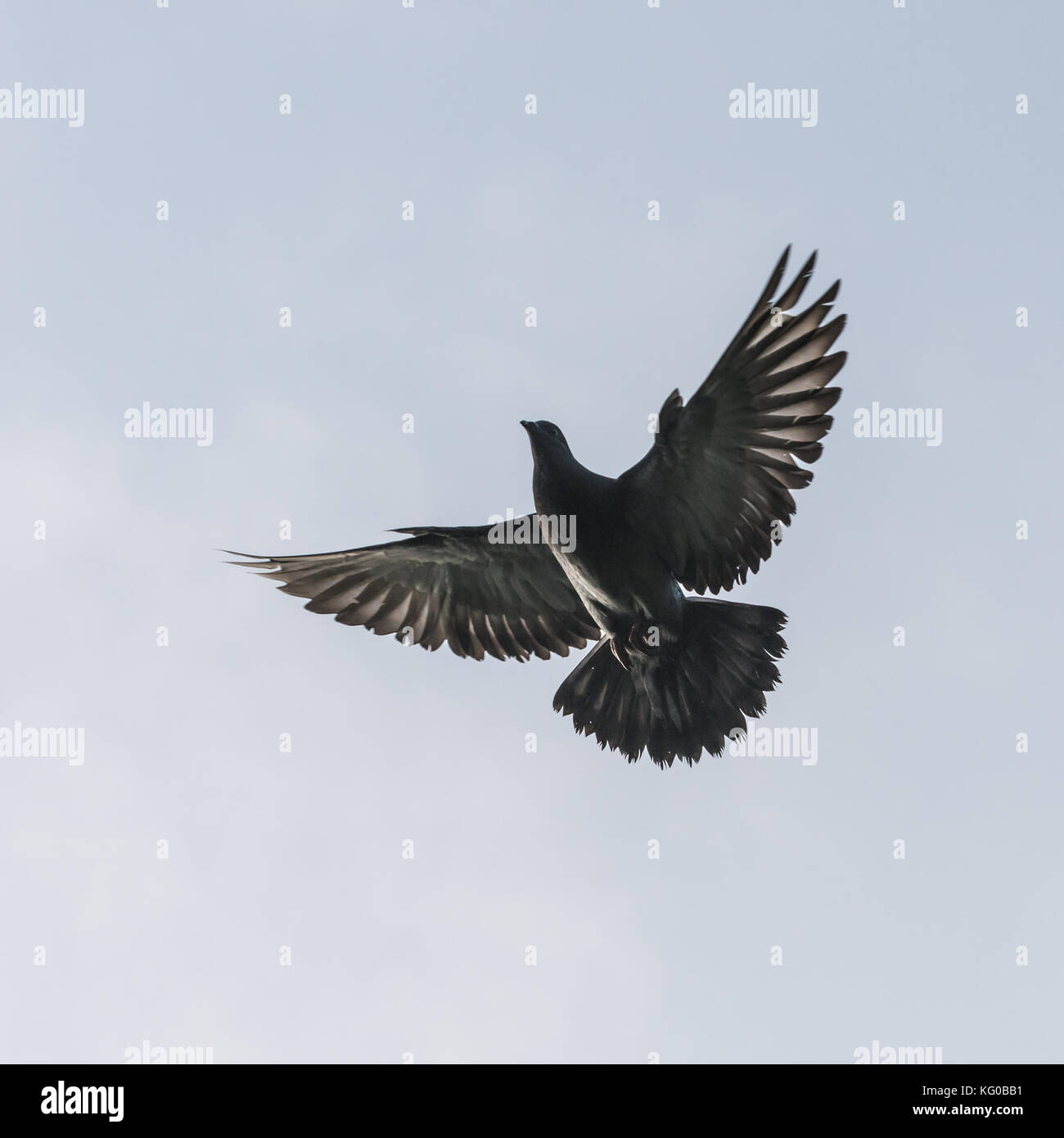 A feral pigeon flying with the sun behind it Stock Photo - Alamy