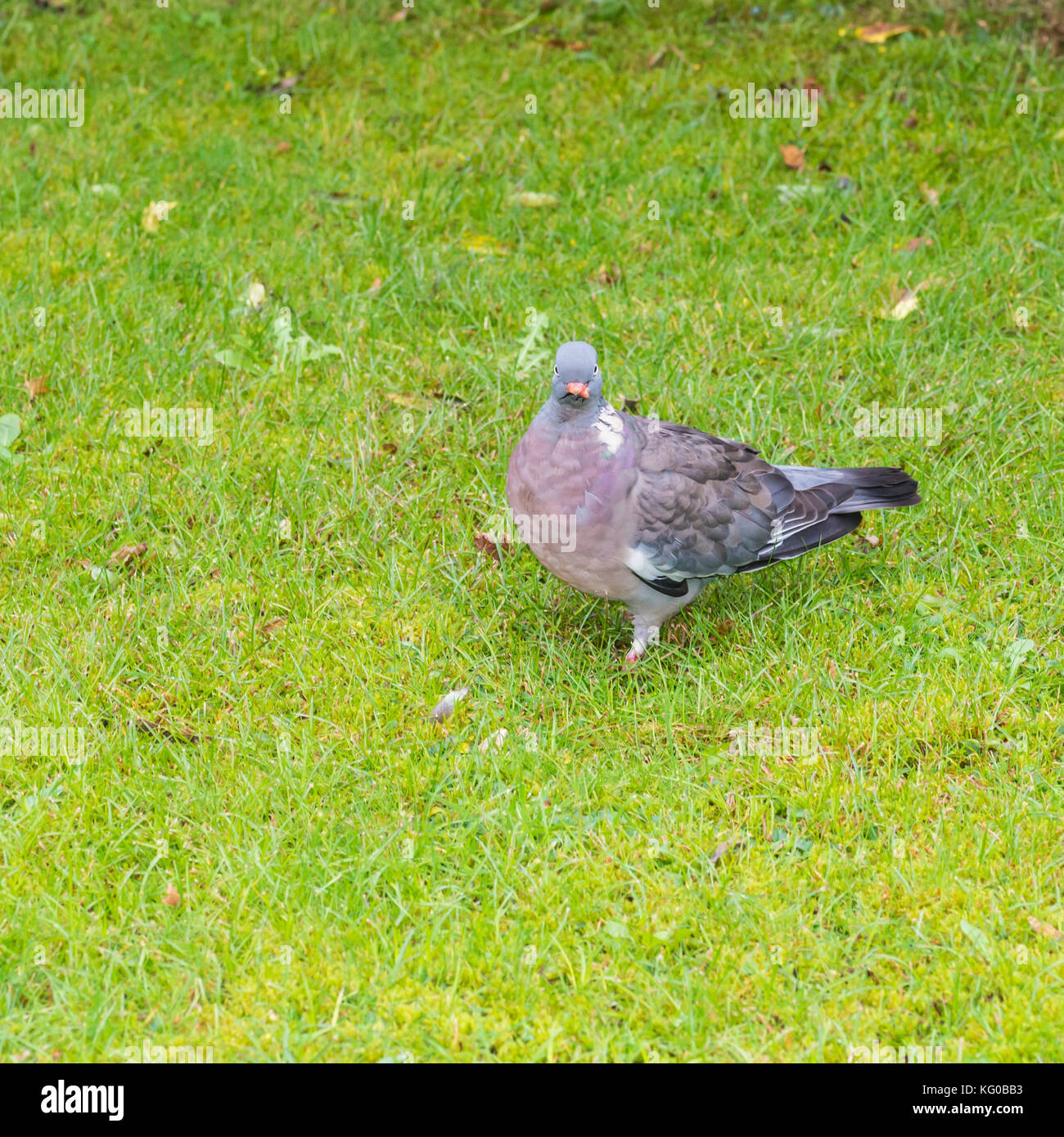 Broken Beak High Resolution Stock Photography and Images - Alamy