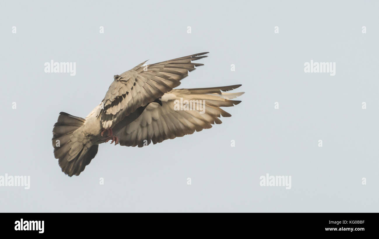 Pigeon taking off hi-res stock photography and images - Alamy