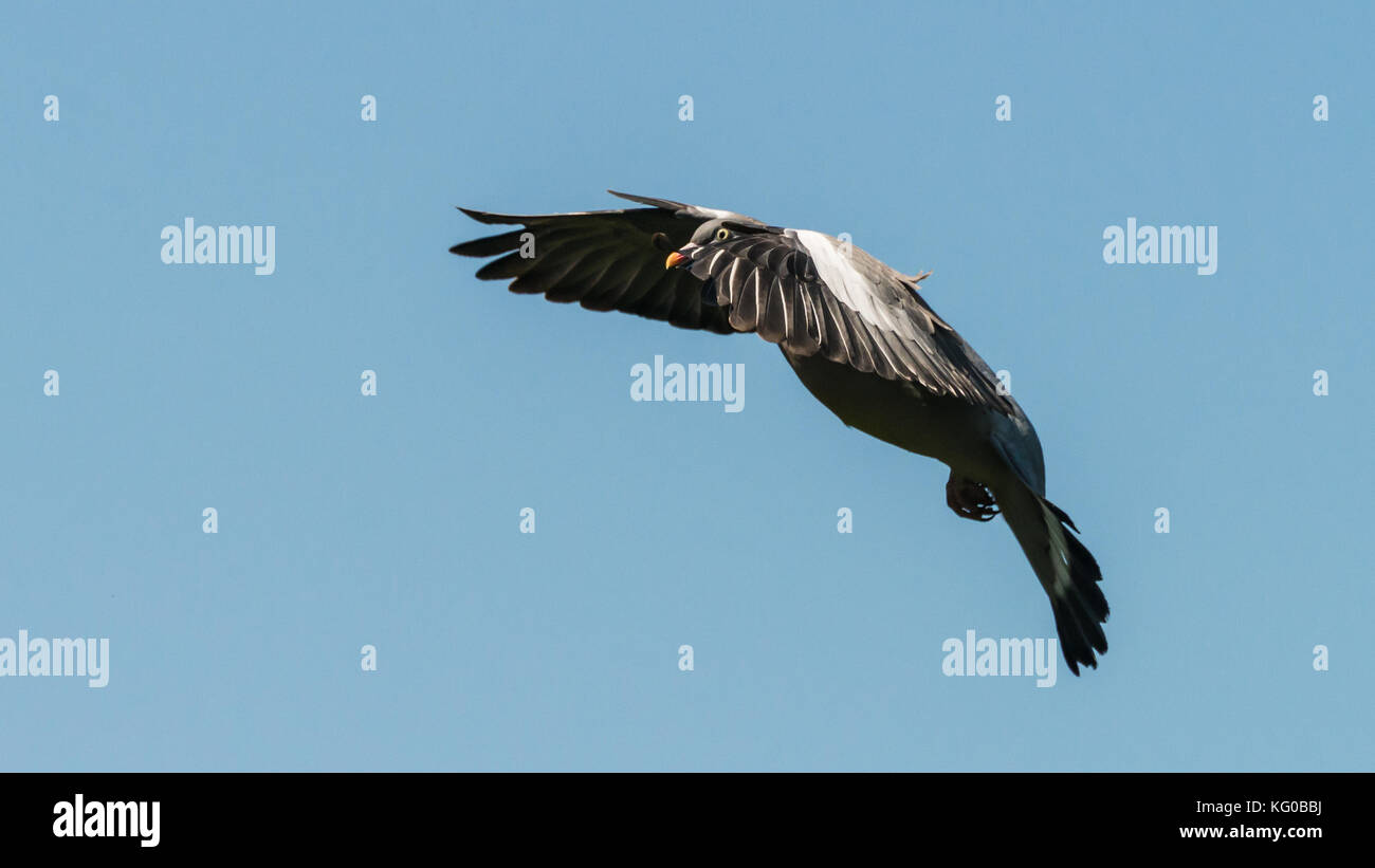 Woodpigeon flying tree hi-res stock photography and images - Alamy
