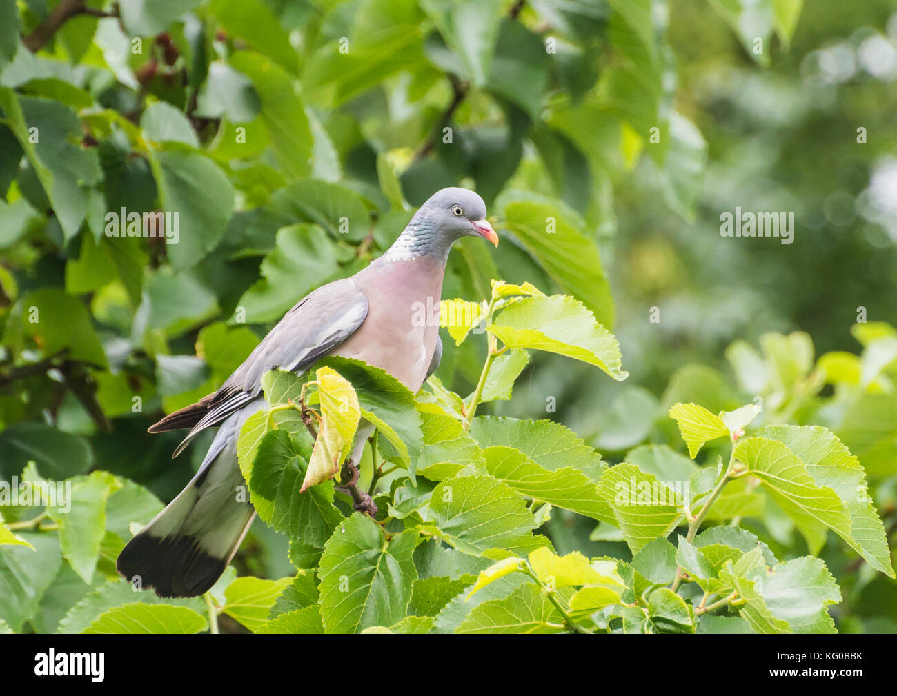 A shot of a woodpigeon sitting in a tree Stock Photo - Alamy