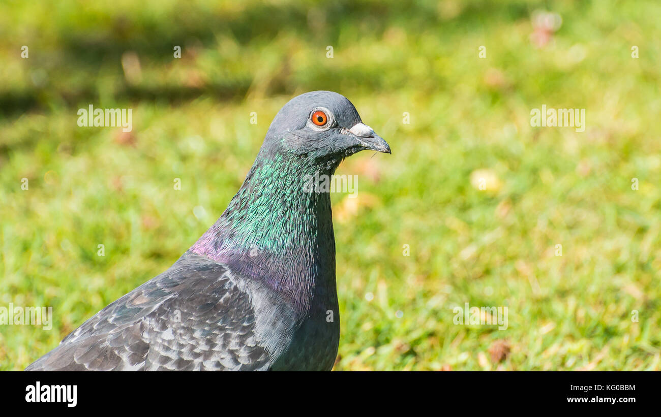 Head rock pigeon rock dove hi-res stock photography and images - Alamy