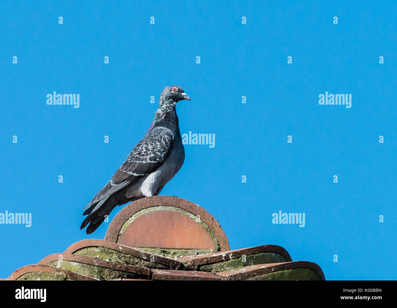 Feral pigeon on a roof hi-res stock photography and images - Alamy