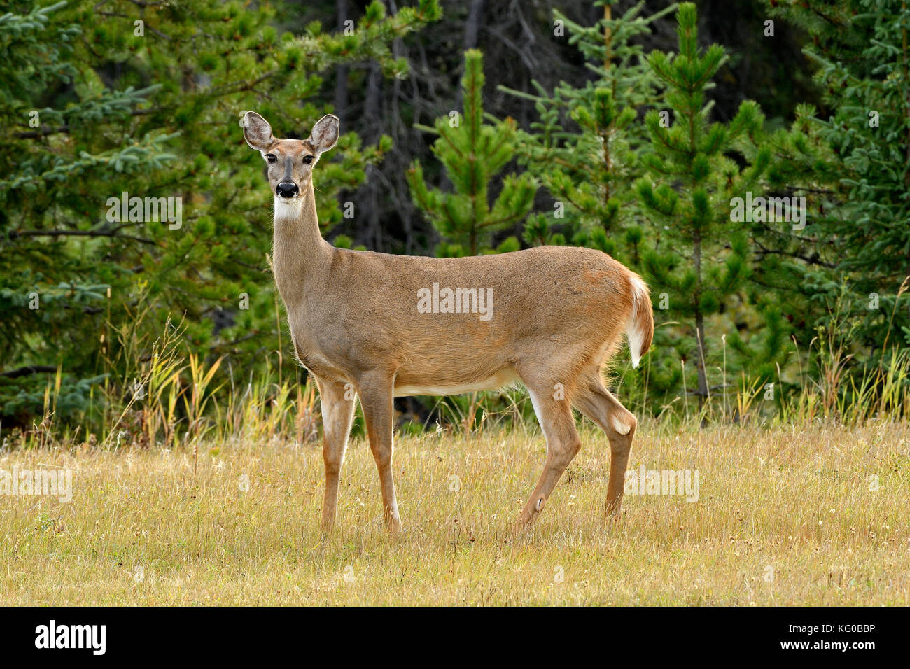 Whitetail deer side view hi-res stock photography and images - Alamy