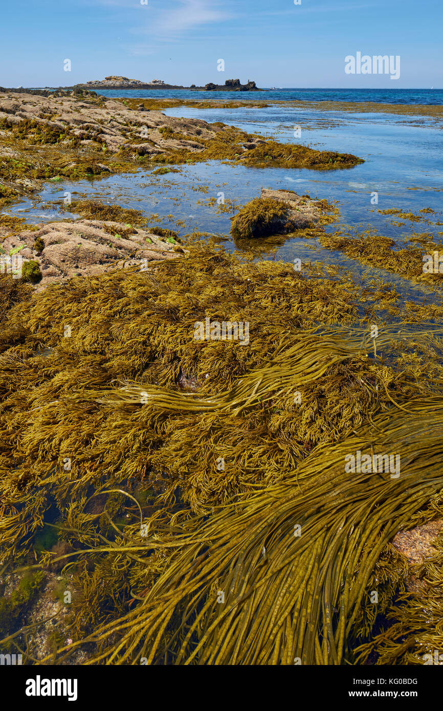The beautiful Glenan Islands located off the west Finistere coast near ...
