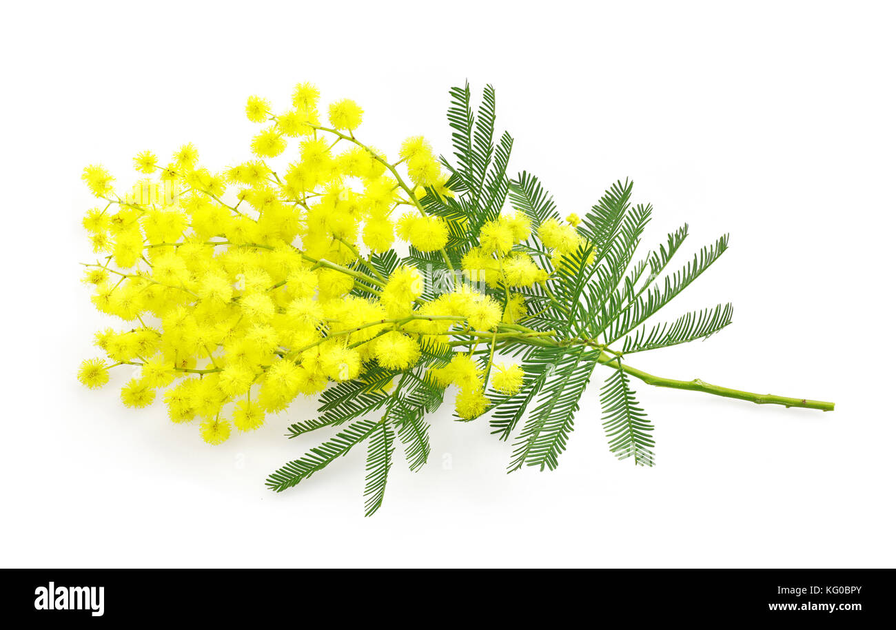 Wattle flower hi-res stock photography and images - Alamy