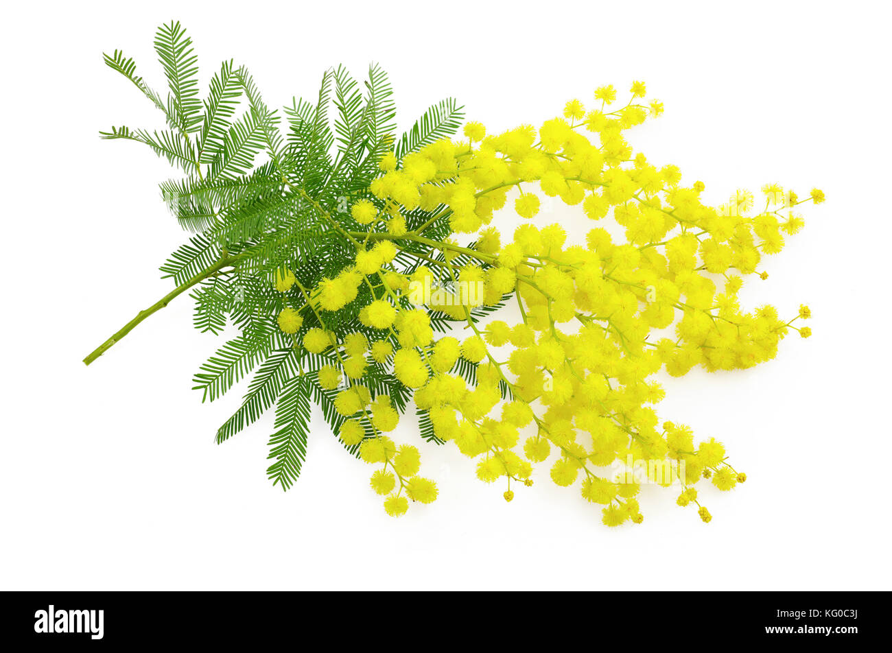 Golden wattle australia Cut Out Stock Images & Pictures - Alamy