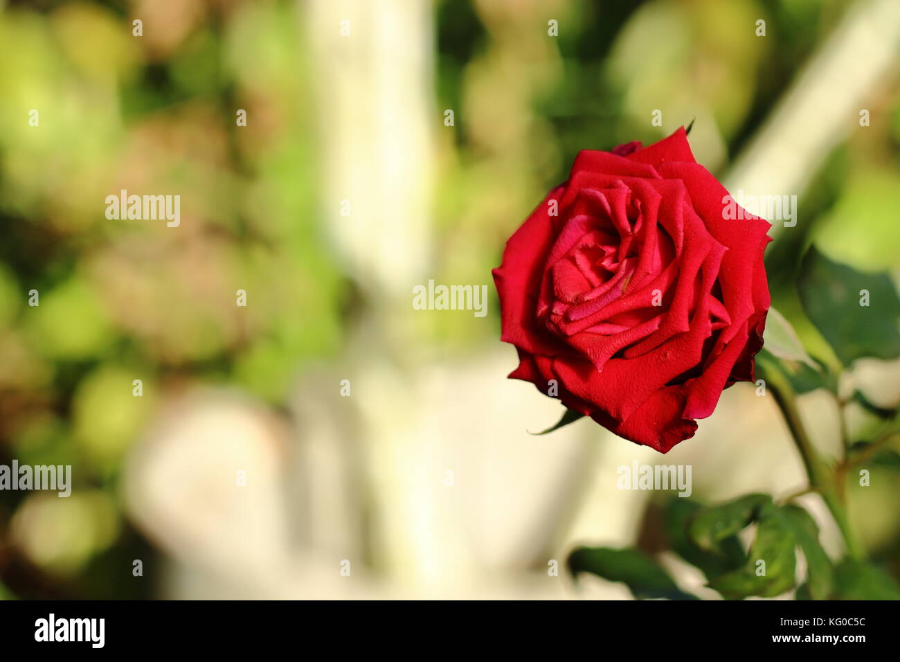 Red rose in the garden and blur background Stock Photo - Alamy