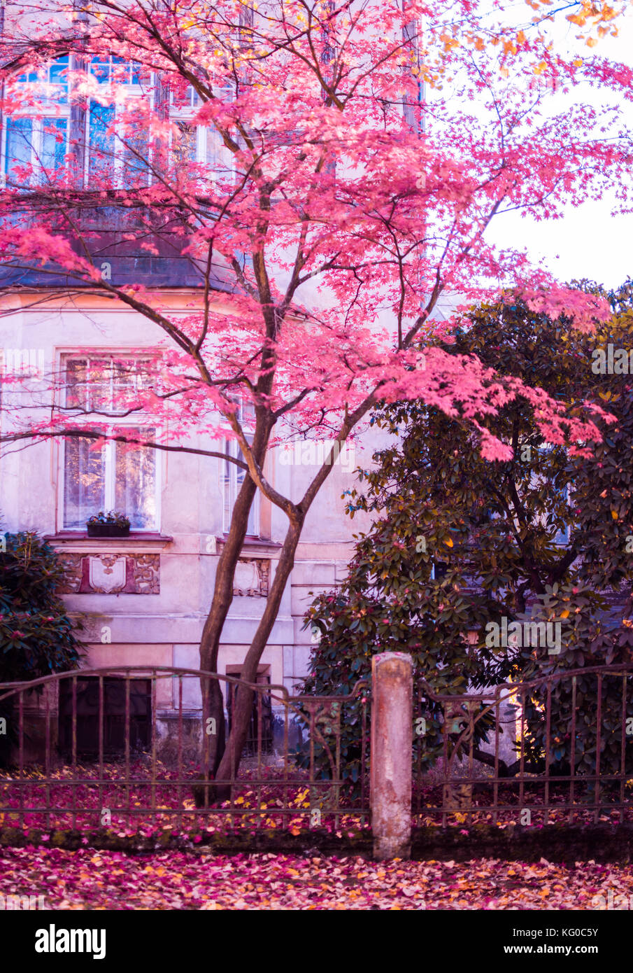 Pinky hi-res stock photography and images - Alamy