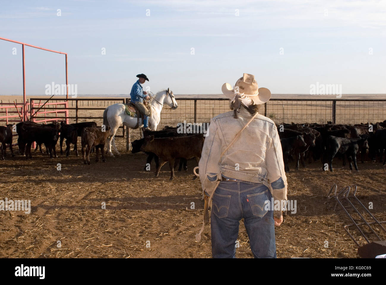 COWGIRL WATCHING CREW WORKING CATTLE IN THE PEN Stock Photo - Alamy