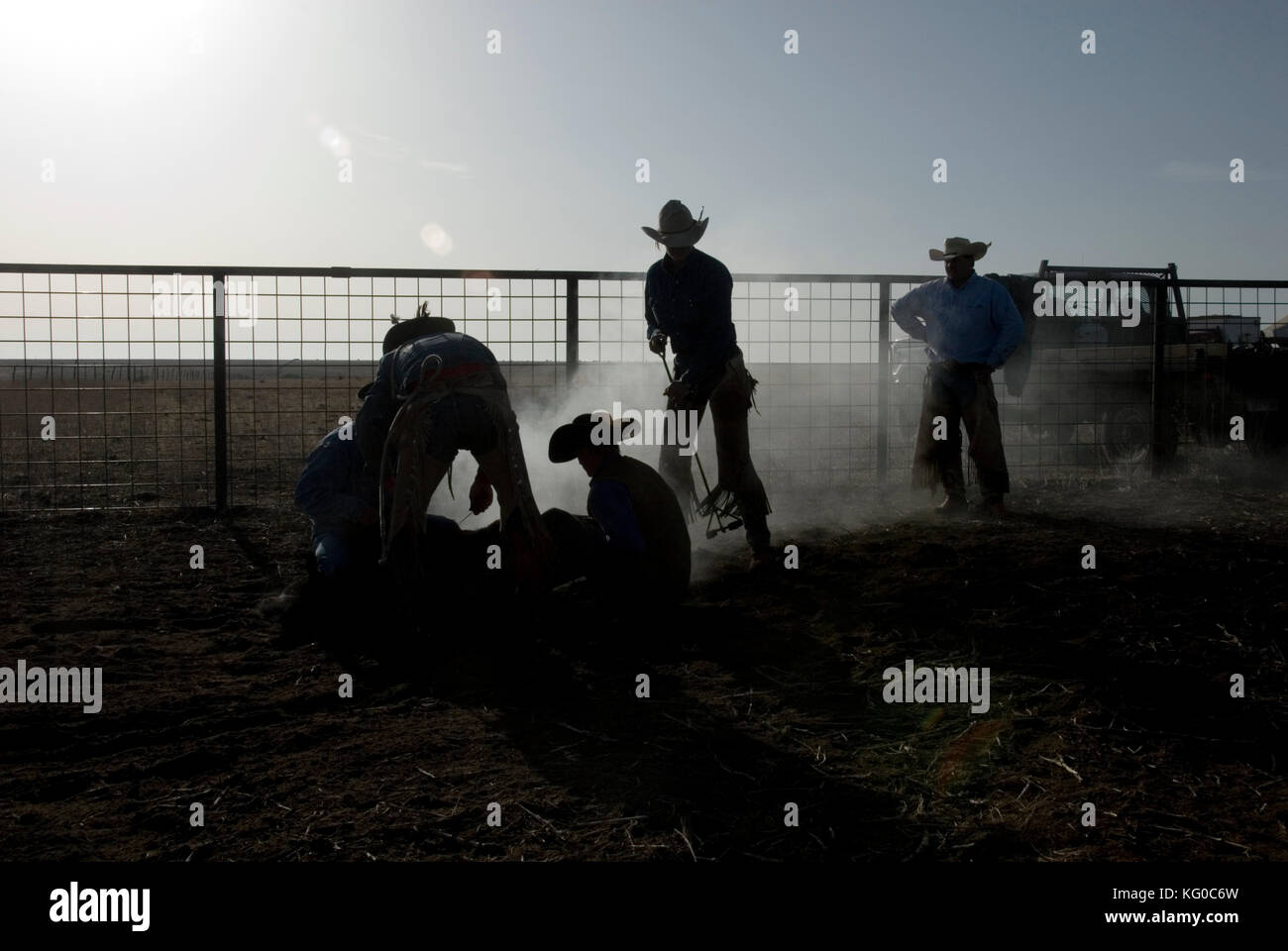 Cowboys branding cattle texas hi-res stock photography and images - Alamy