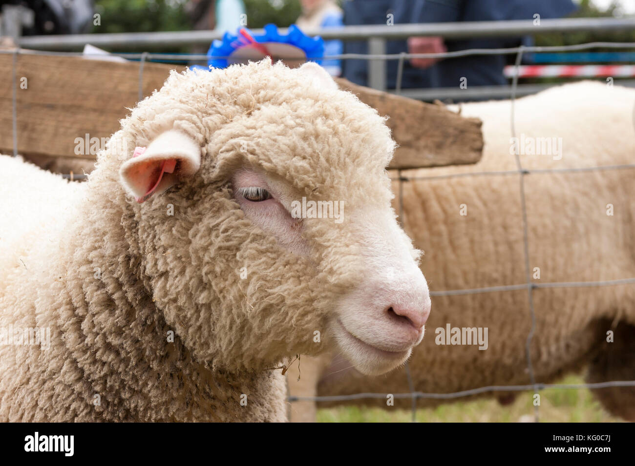 Prize winning sheep hi-res stock photography and images - Alamy
