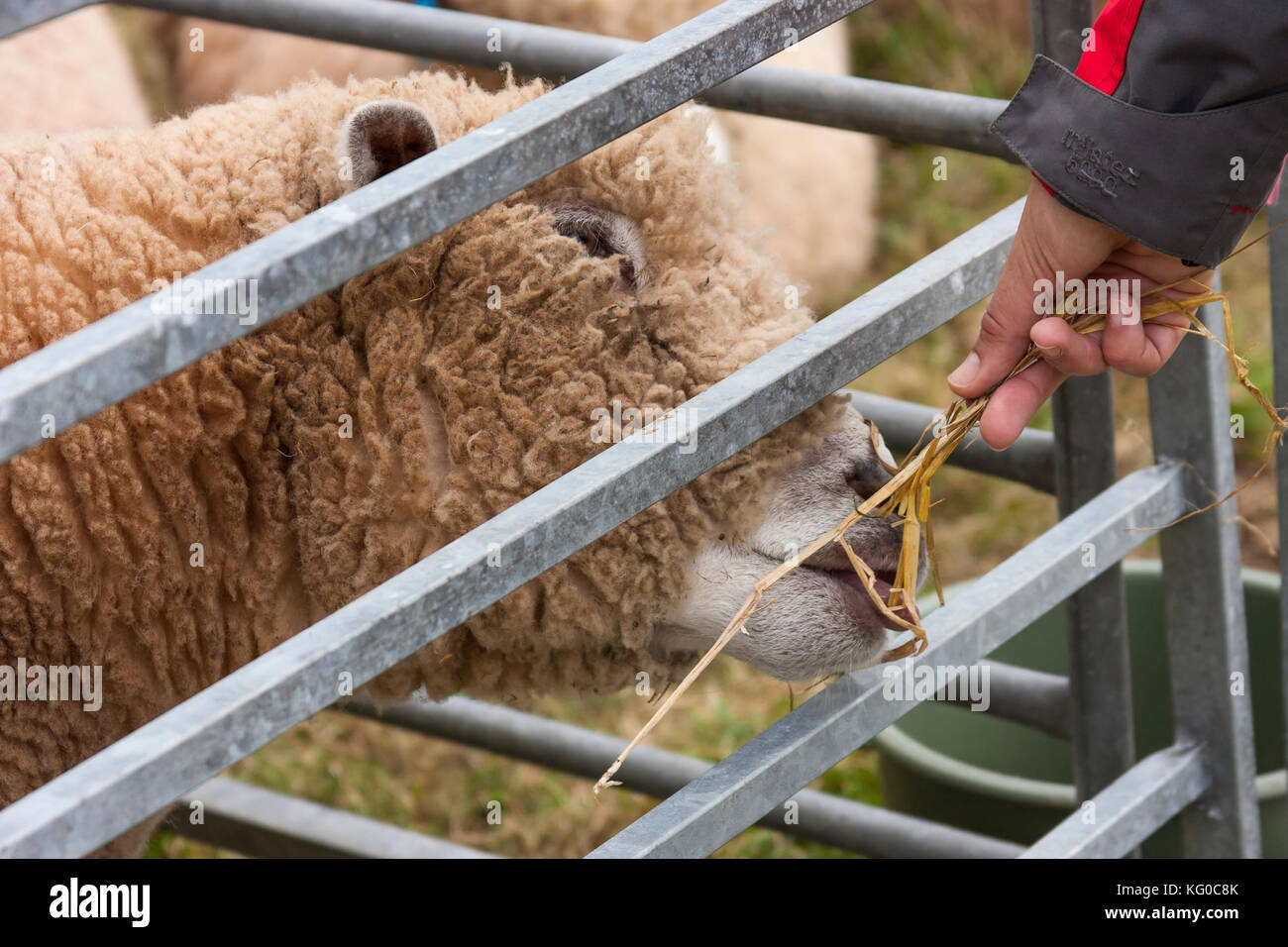 Woolly Sheep Stock Photos & Woolly Sheep Stock Images - Alamy
