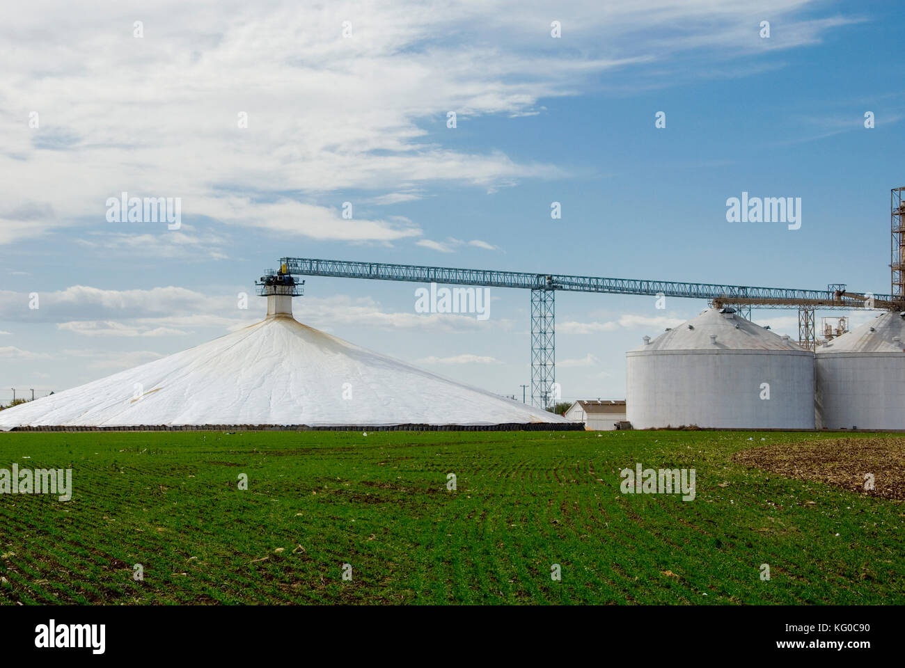 TEMPORARY CORN GRAIN ELEVATOR USES PLASTIC TARPS. IT IS 90 FEET TALL ...
