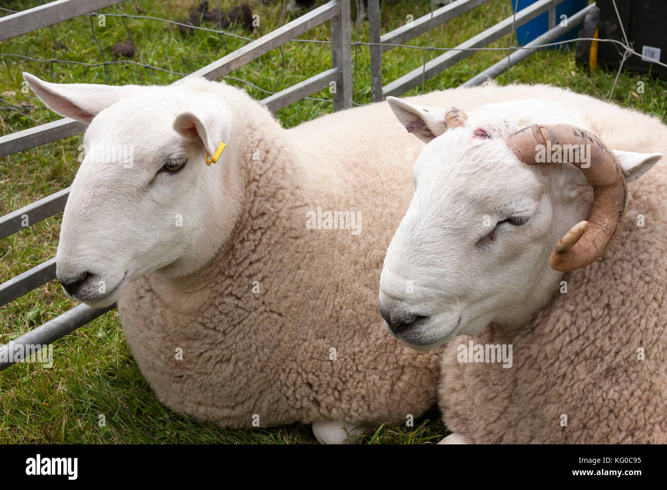 pair of male and female sheep in pen at agricultural show Stock Photo ...