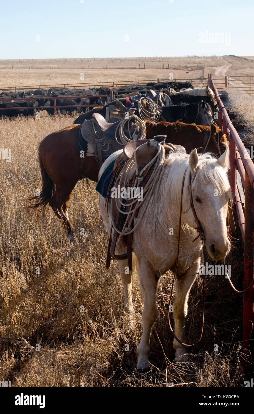 COWBOY'S HORSES TIED UP TO A FENCE Stock Photo - Alamy