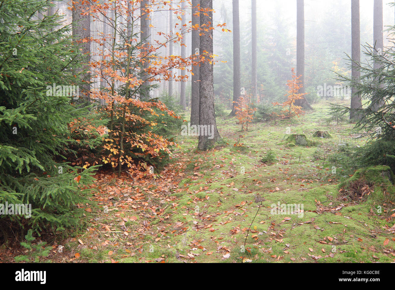 Coniferous forest larch spruce hi-res stock photography and images - Alamy