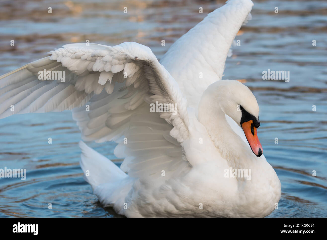 Male swan bathing action, flapping his wings Stock Photo - Alamy