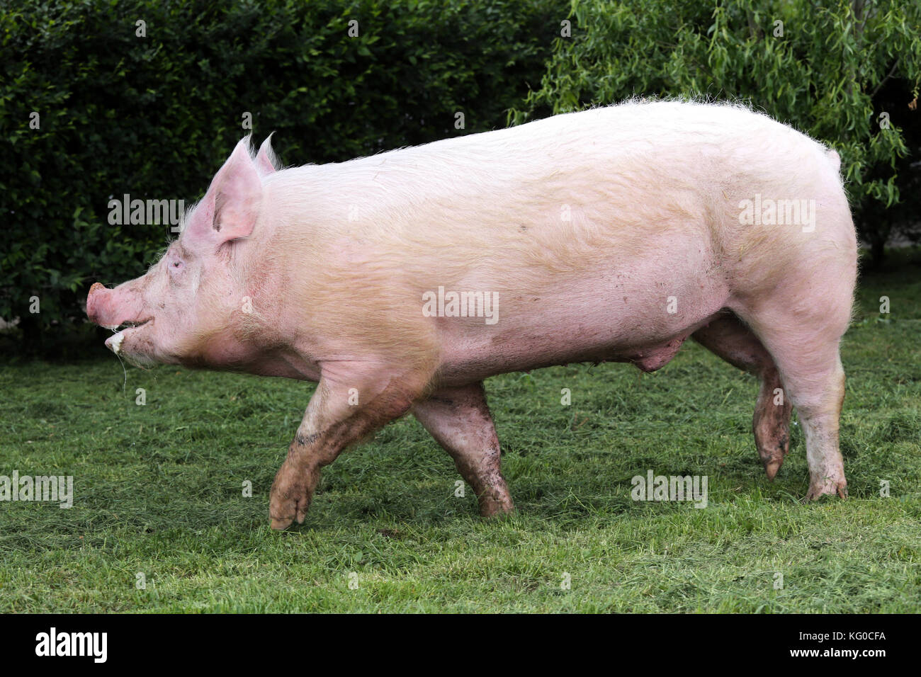 Side view photo of a young domestic pig sow on animal farm summertime ...