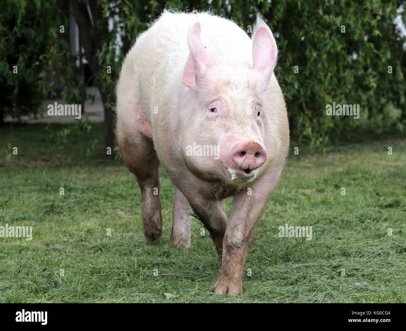 Head shot closeup of a beautiful young pig sow against green natural ...