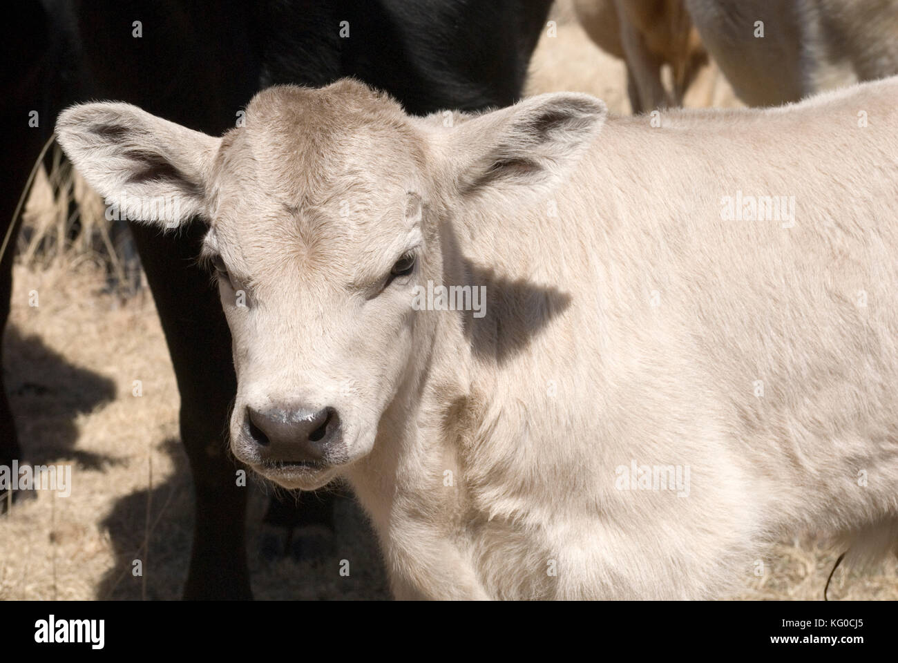 Charolais angus cross cow hi-res stock photography and images - Alamy