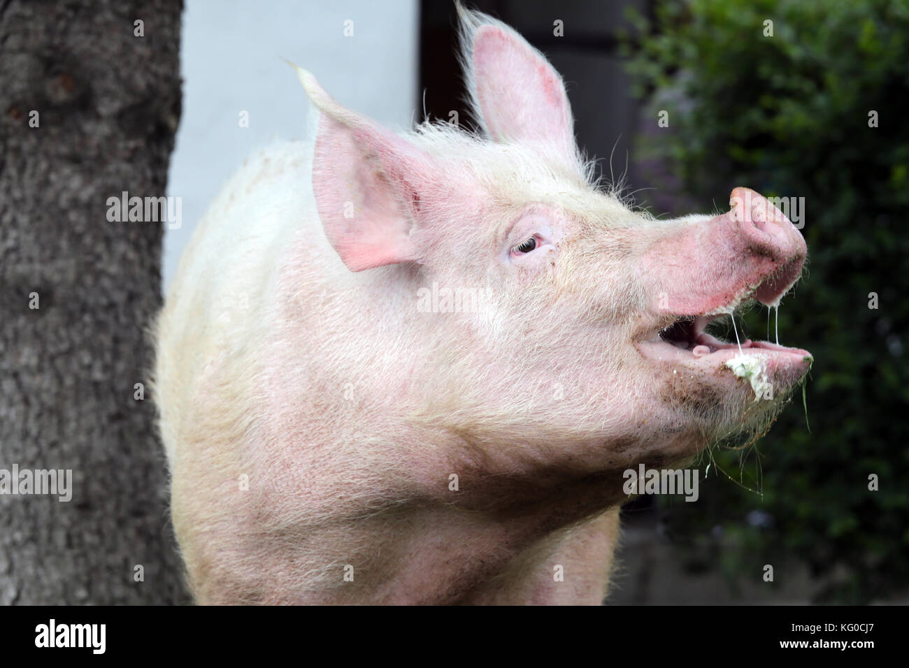 Head shot closeup of a beautiful young pig sow against green natural ...