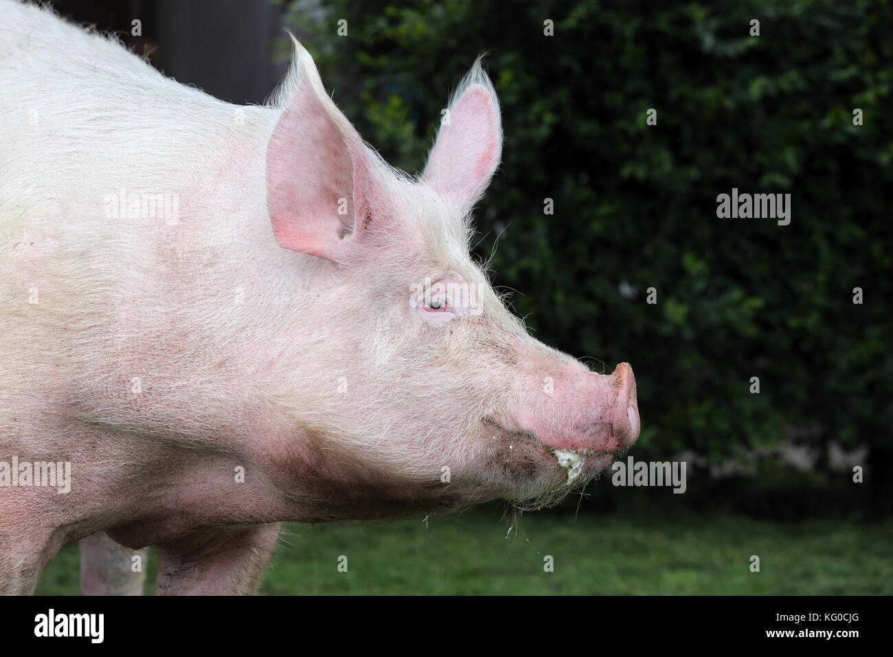 Head shot closeup of a beautiful young pig sow against green natural ...