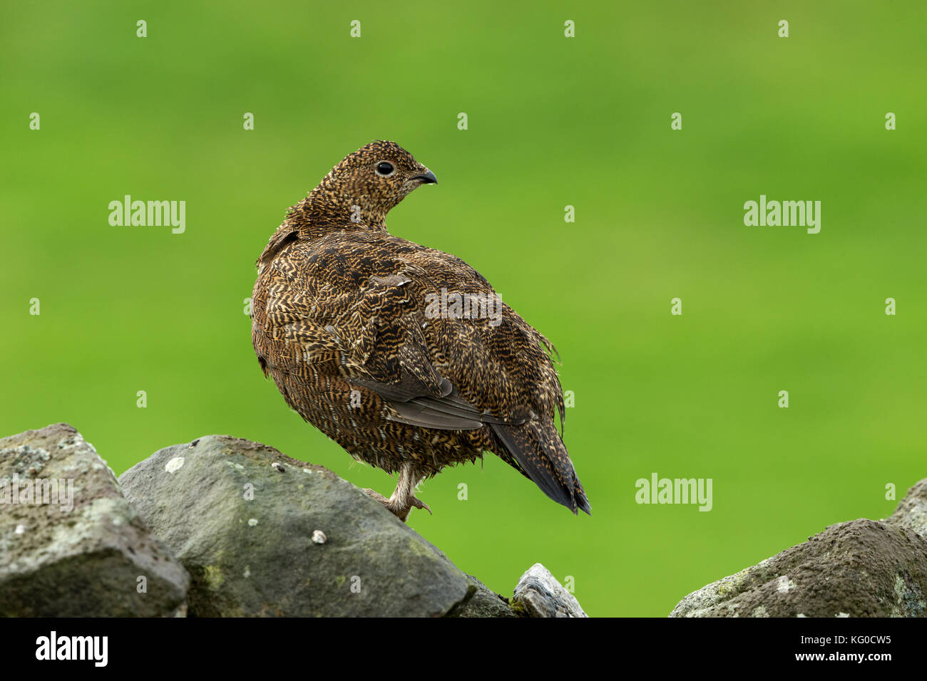 Red Grouse female (Lagopus lagopus) stood on a drystone wall in the ...