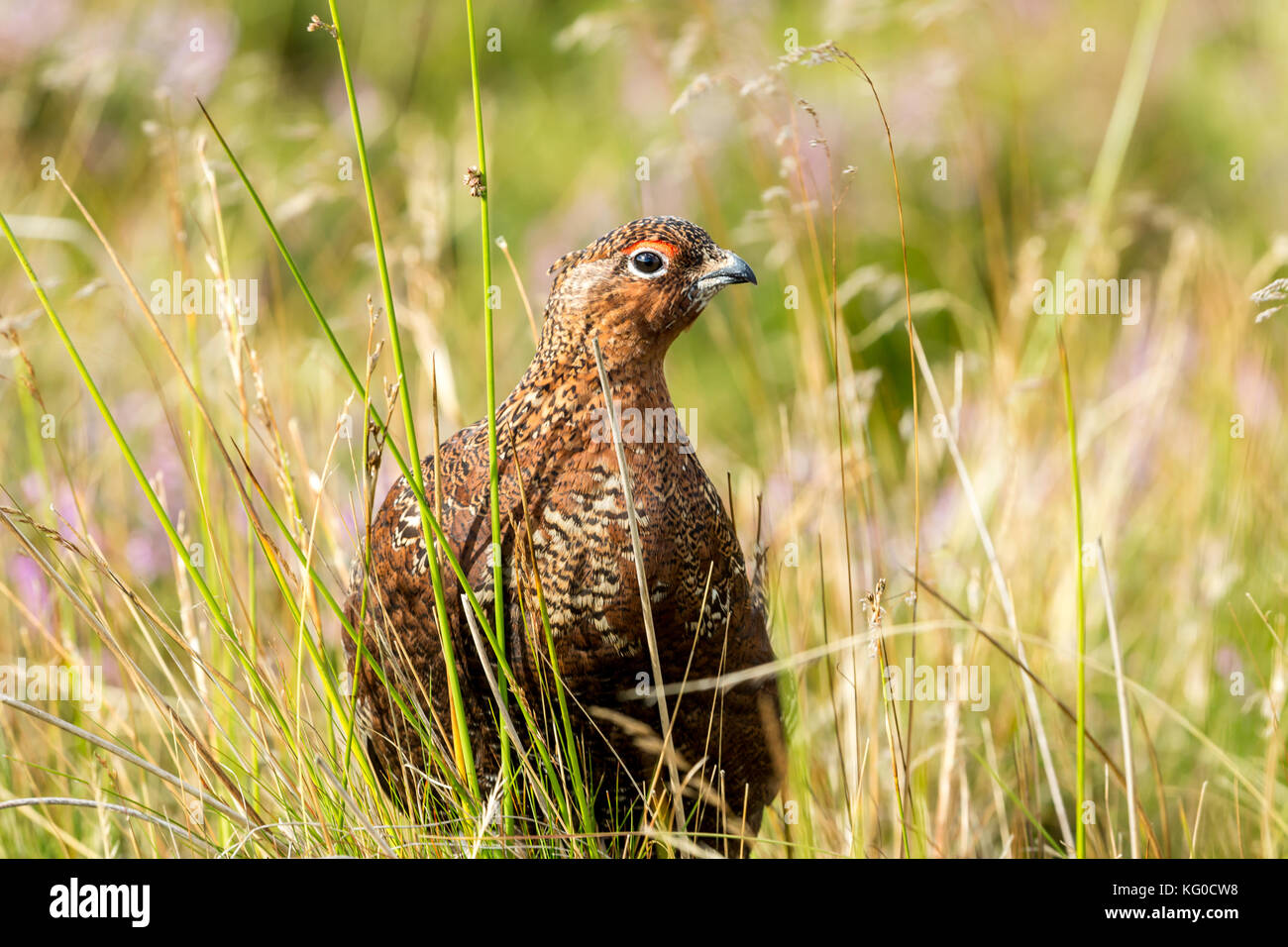Red Grouse male or cock bird with red eye comb, stood in natural ...