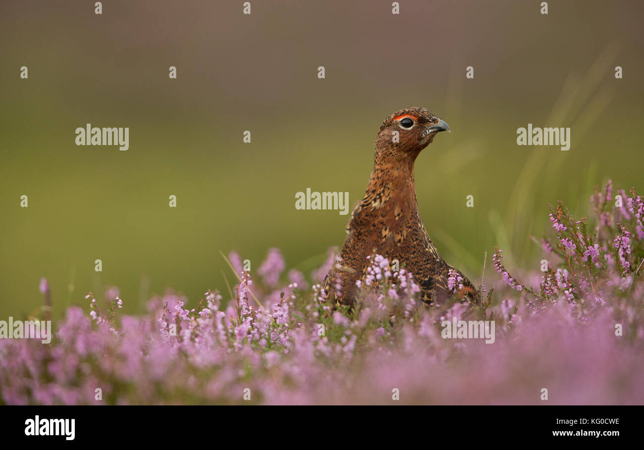 Red Grouse in Pink Heather on Yorkshire Grouse Moor, UK Stock Photo - Alamy