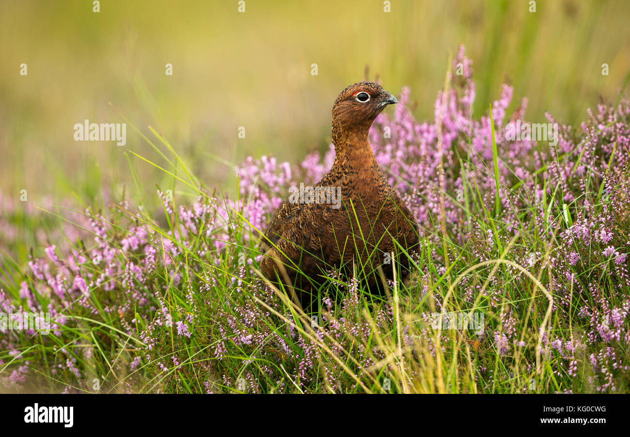 Moor eyes hi-res stock photography and images - Alamy