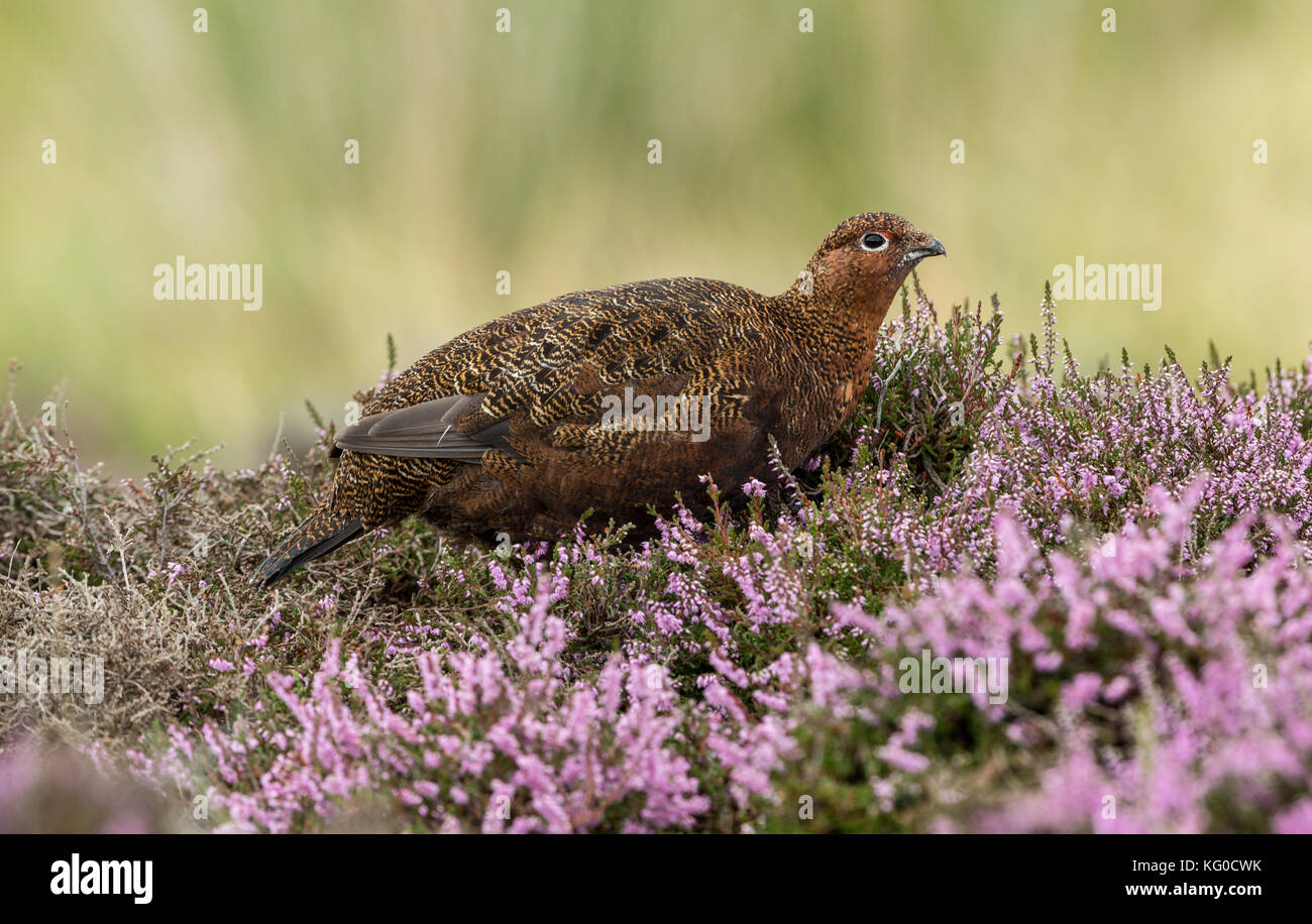 Red Grouse in Pink Heather on Yorkshire Grouse Moor, UK Stock Photo - Alamy
