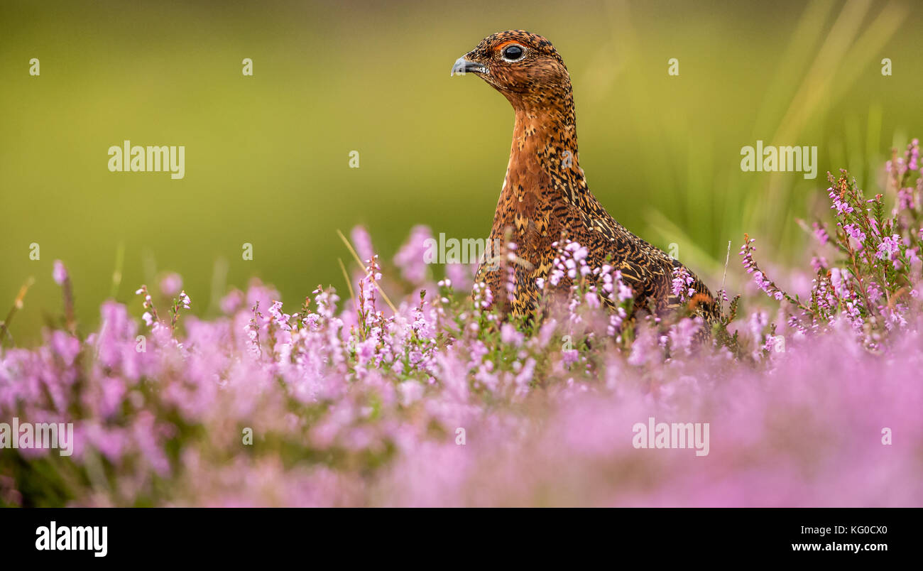 Red grouse. A male or cock bird with red combs in natural habitat of ...
