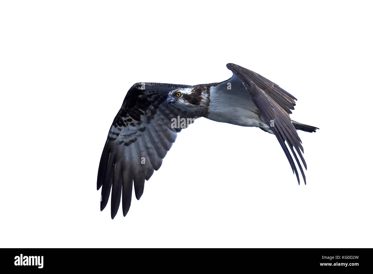 Osprey in flight isolated on a white background Stock Photo - Alamy