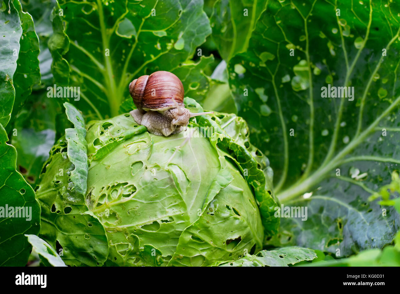 Garden snail (Helix aspersa) is sitting on cabbage in the gardenn ...