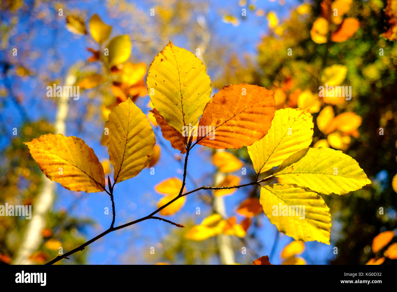 Sunlit colorful leaves of beech trees in a forest in autumn Stock Photo ...