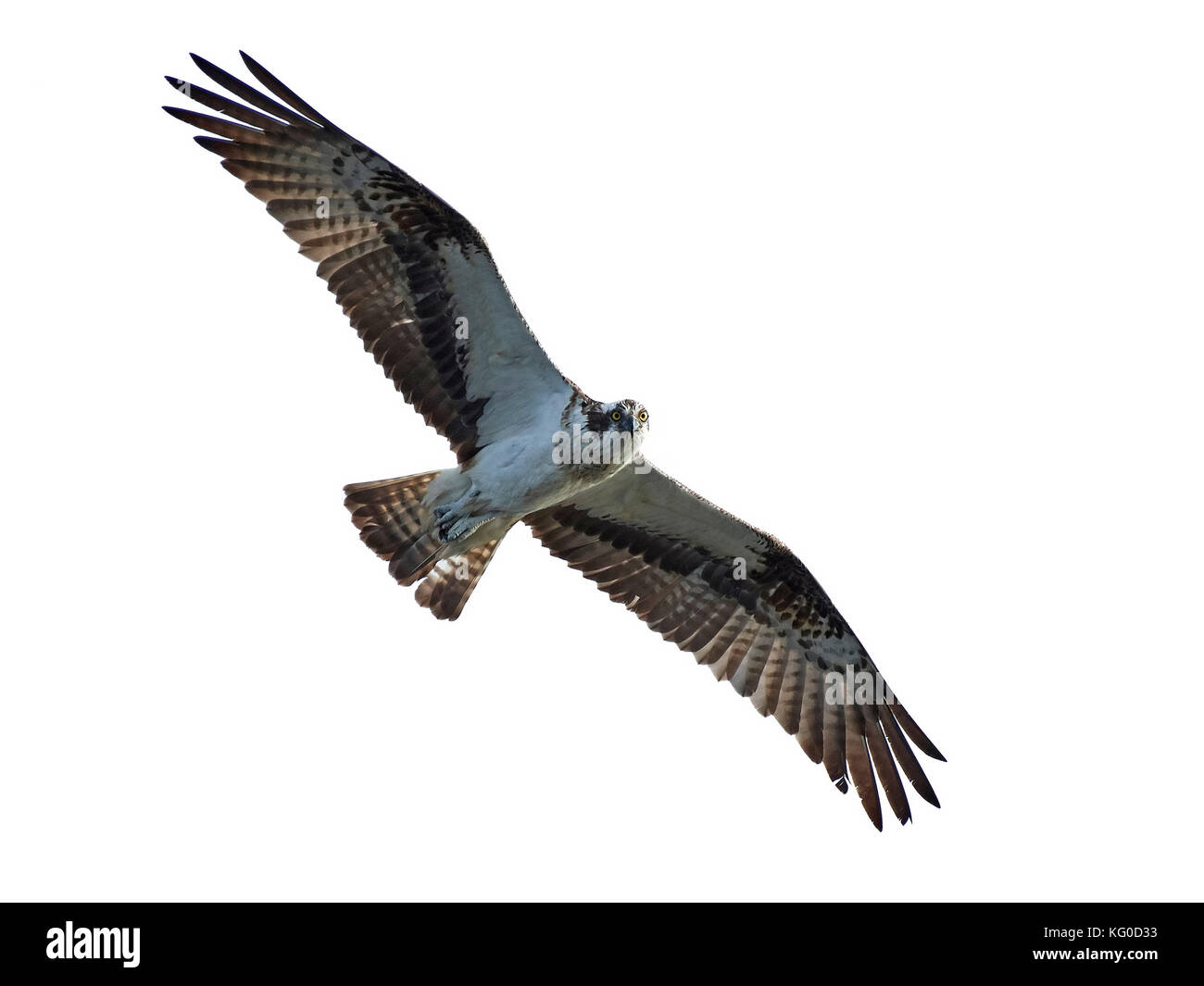 Osprey in flight isolated on a white background Stock Photo - Alamy