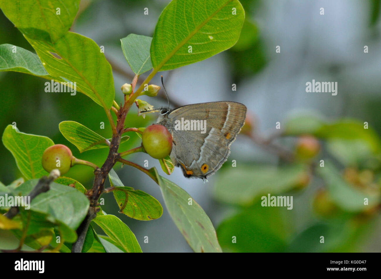 Purple Hairstreak Butterfly "Neozephyrus quercus" on Alder Buckthorn at ...