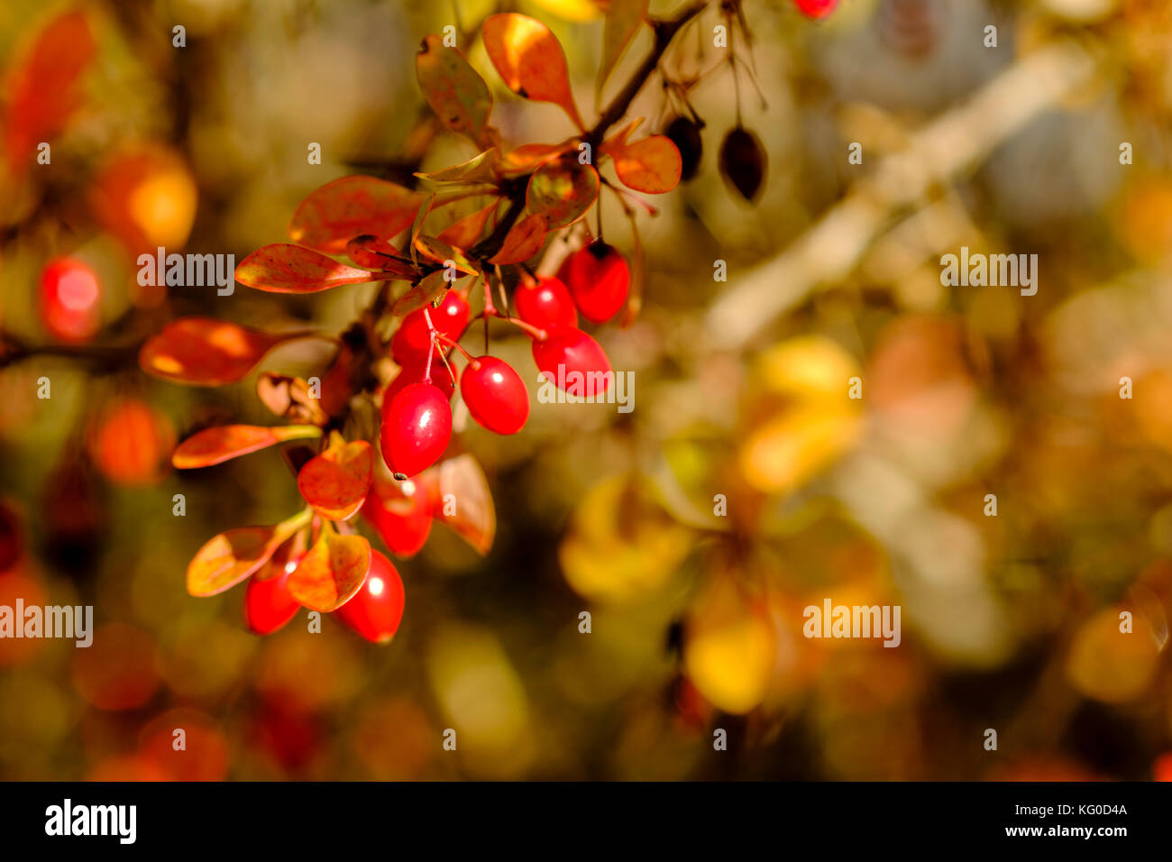 Barberry (Berberis vulgaris) bush covered with red berries Stock Photo ...