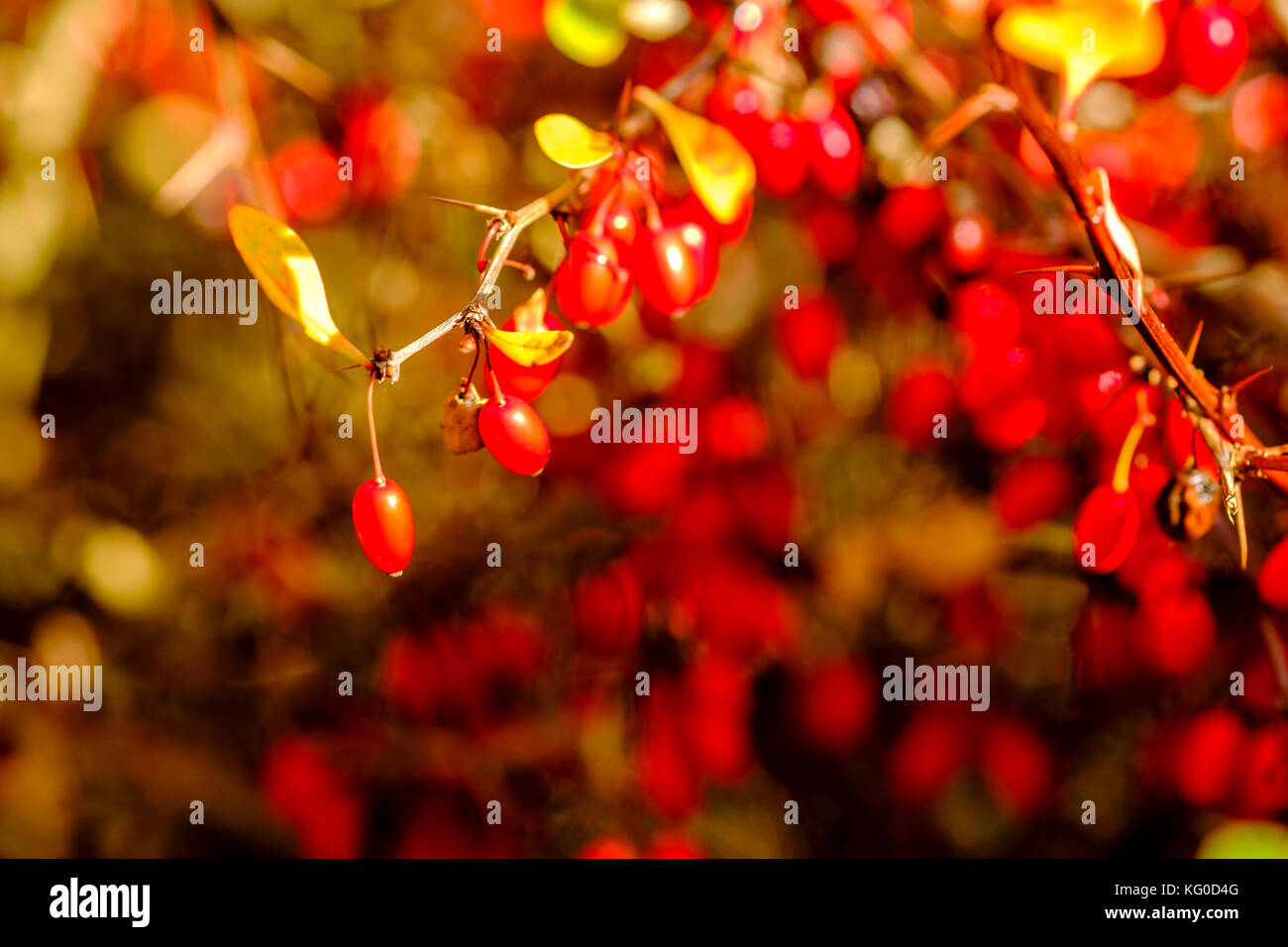 Barberry (Berberis vulgaris) bush covered with red berries Stock Photo ...