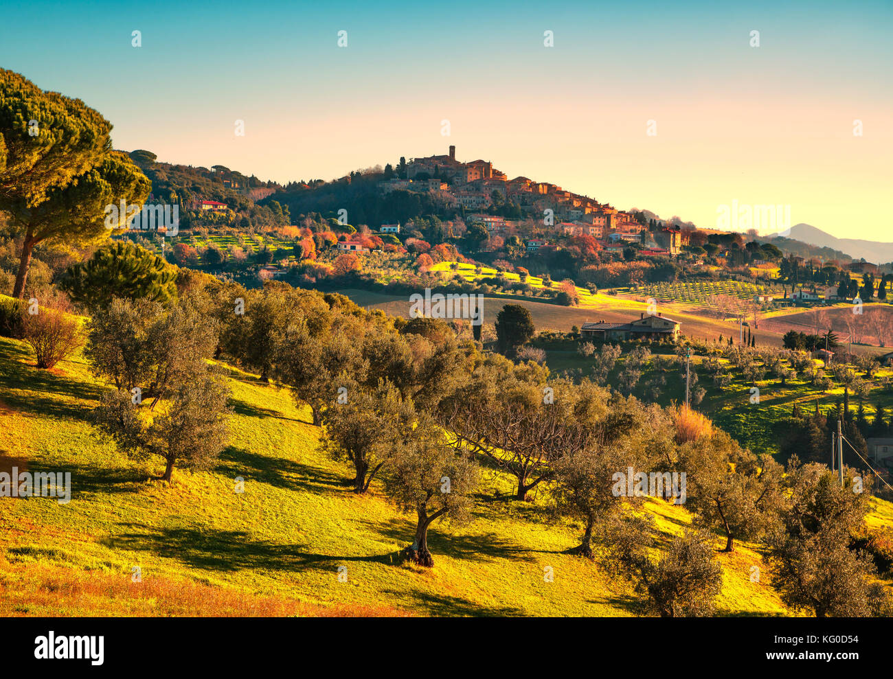 Casale Marittimo village, olive trees countryside landscape in Maremma ...