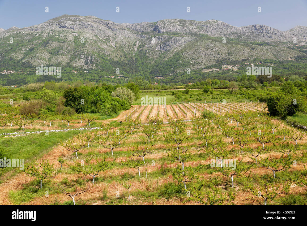 Croatia konavle vineyard hi-res stock photography and images - Alamy