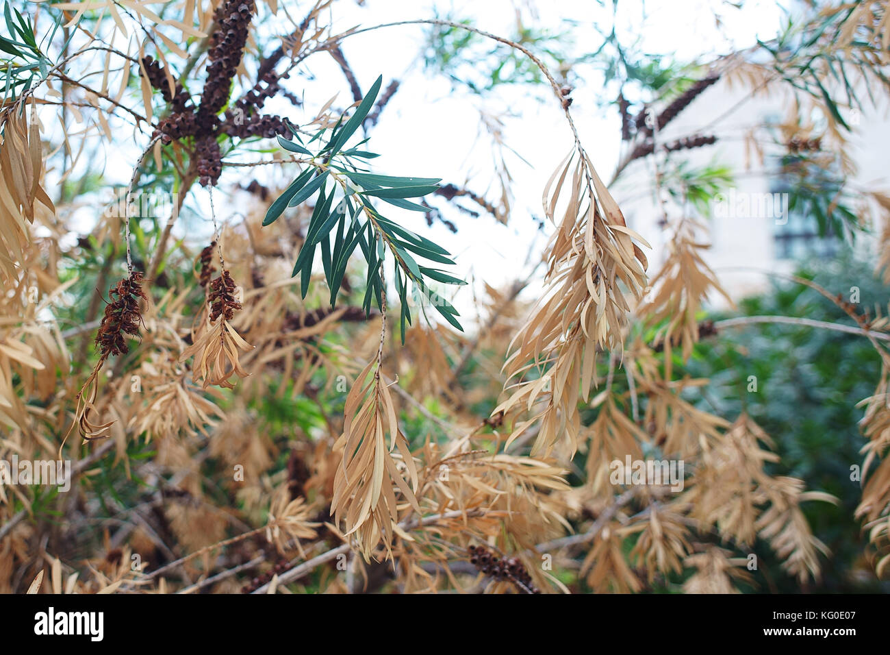 Pianta plant hi-res stock photography and images - Alamy