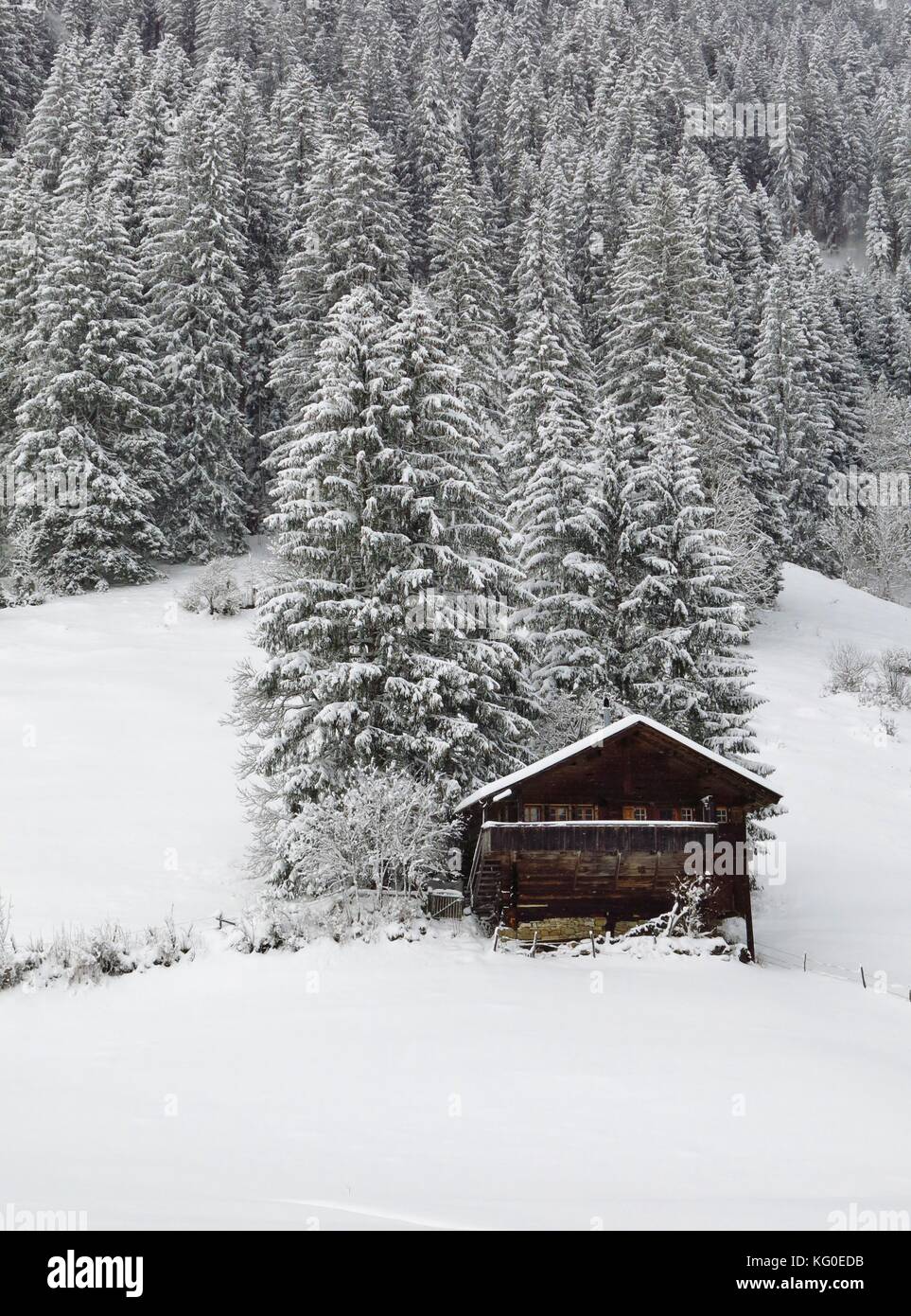 Forest and timber hut Stock Photo - Alamy