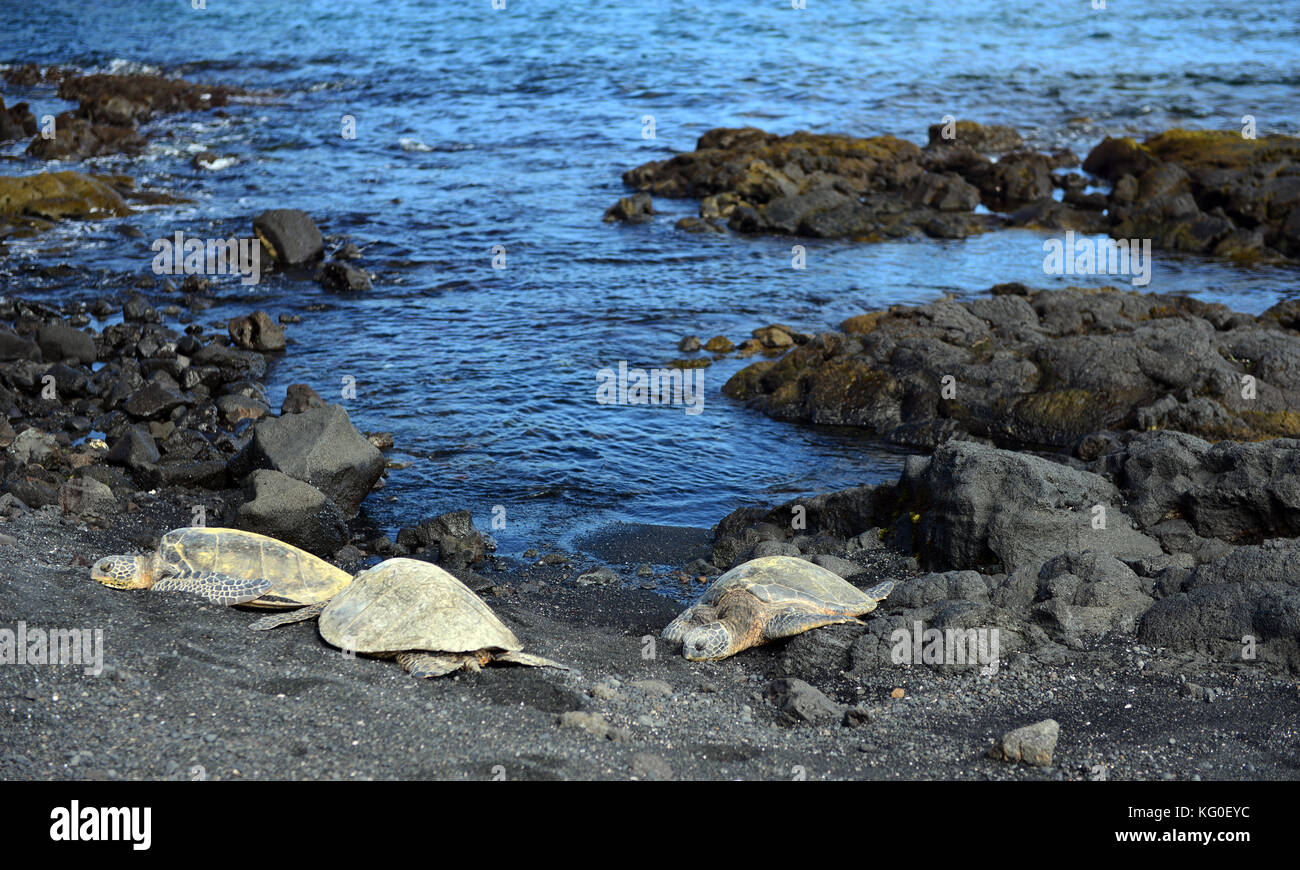 Punaluu oahu hawaii hi-res stock photography and images - Alamy