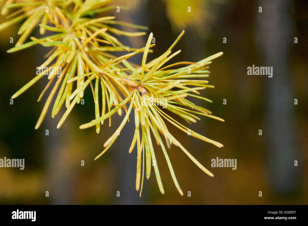 Abstract autumn design floral background with season colors Stock Photo ...