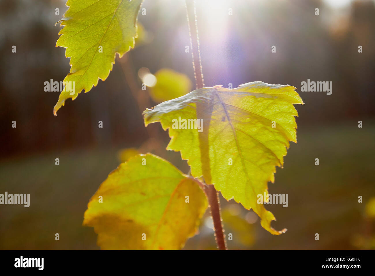 Abstract autumn design floral background with season colors Stock Photo ...