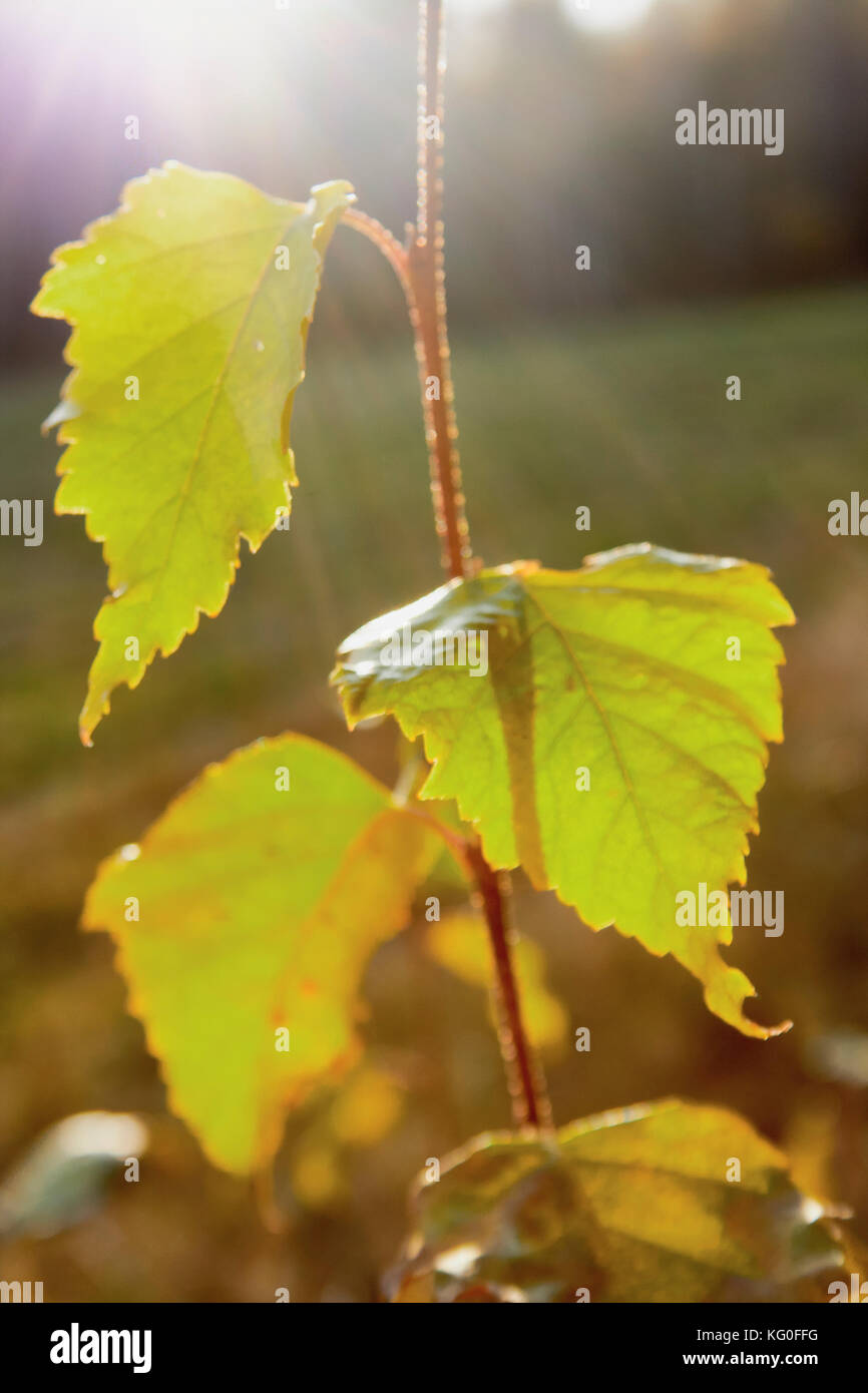 Abstract autumn design floral background with season colors Stock Photo ...