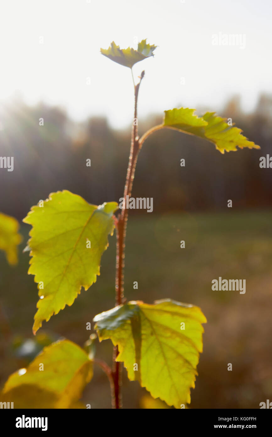 Abstract autumn design floral background with season colors Stock Photo ...