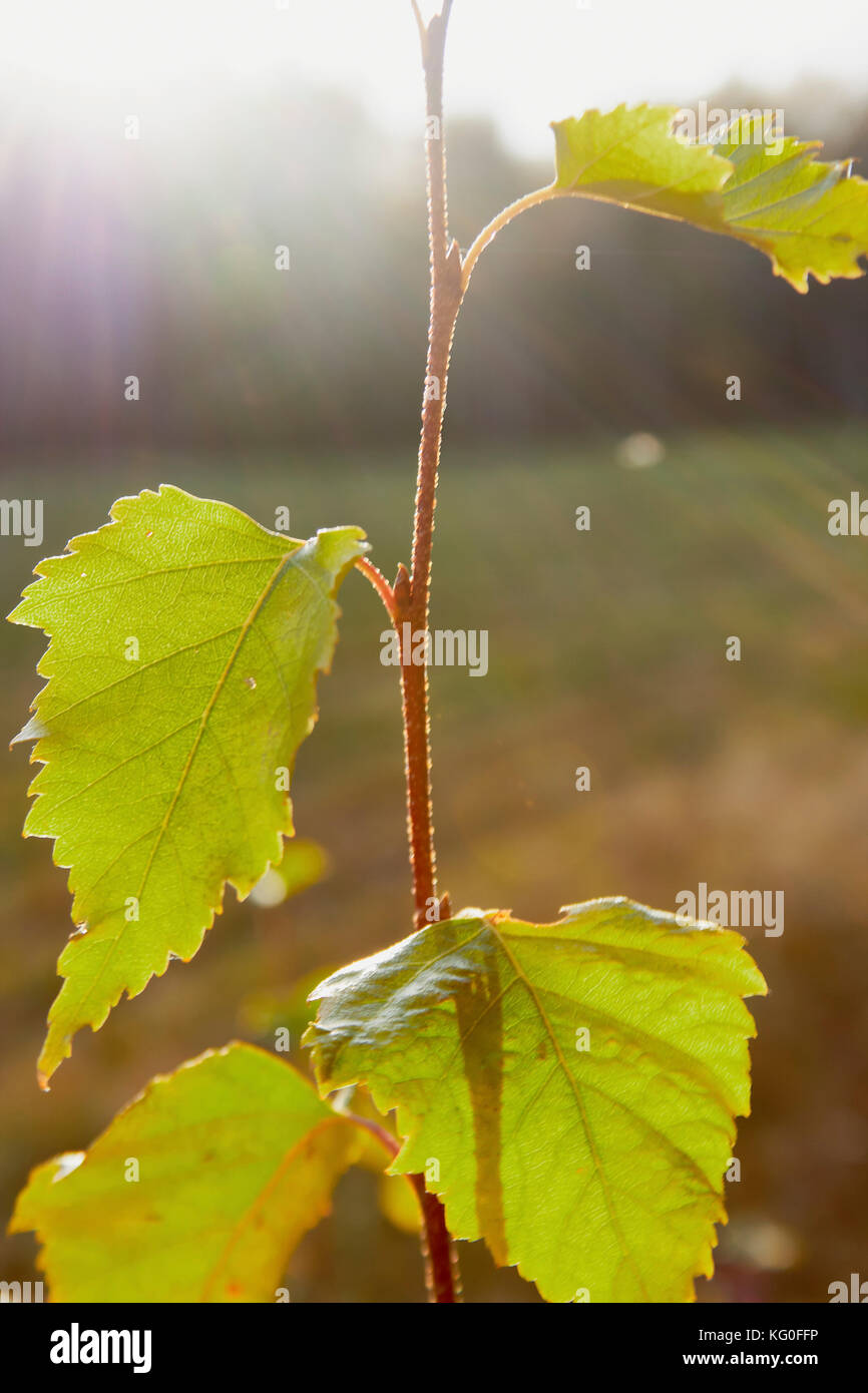 Abstract autumn design floral background with season colors Stock Photo ...